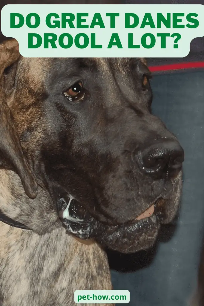 Do Great Danes Drool a Lot? (Answered!)