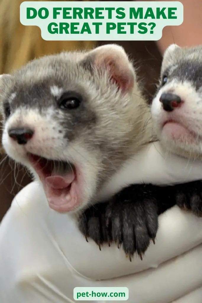 Do Ferrets Make Great Pets? (Explained!)