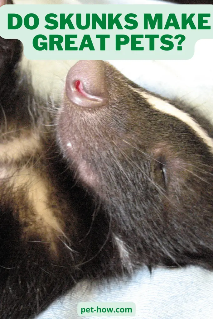 Do Skunks Make Great Pets? (Explained!)