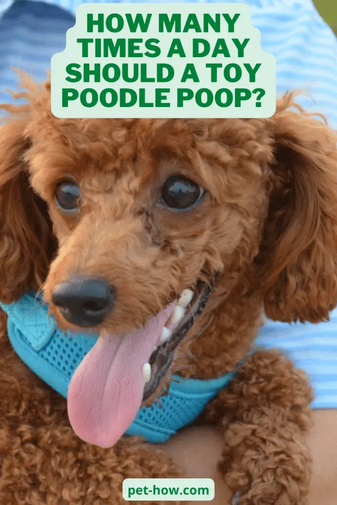 How Many Times a Day Should a Toy Poodle Poop? (Answered!)