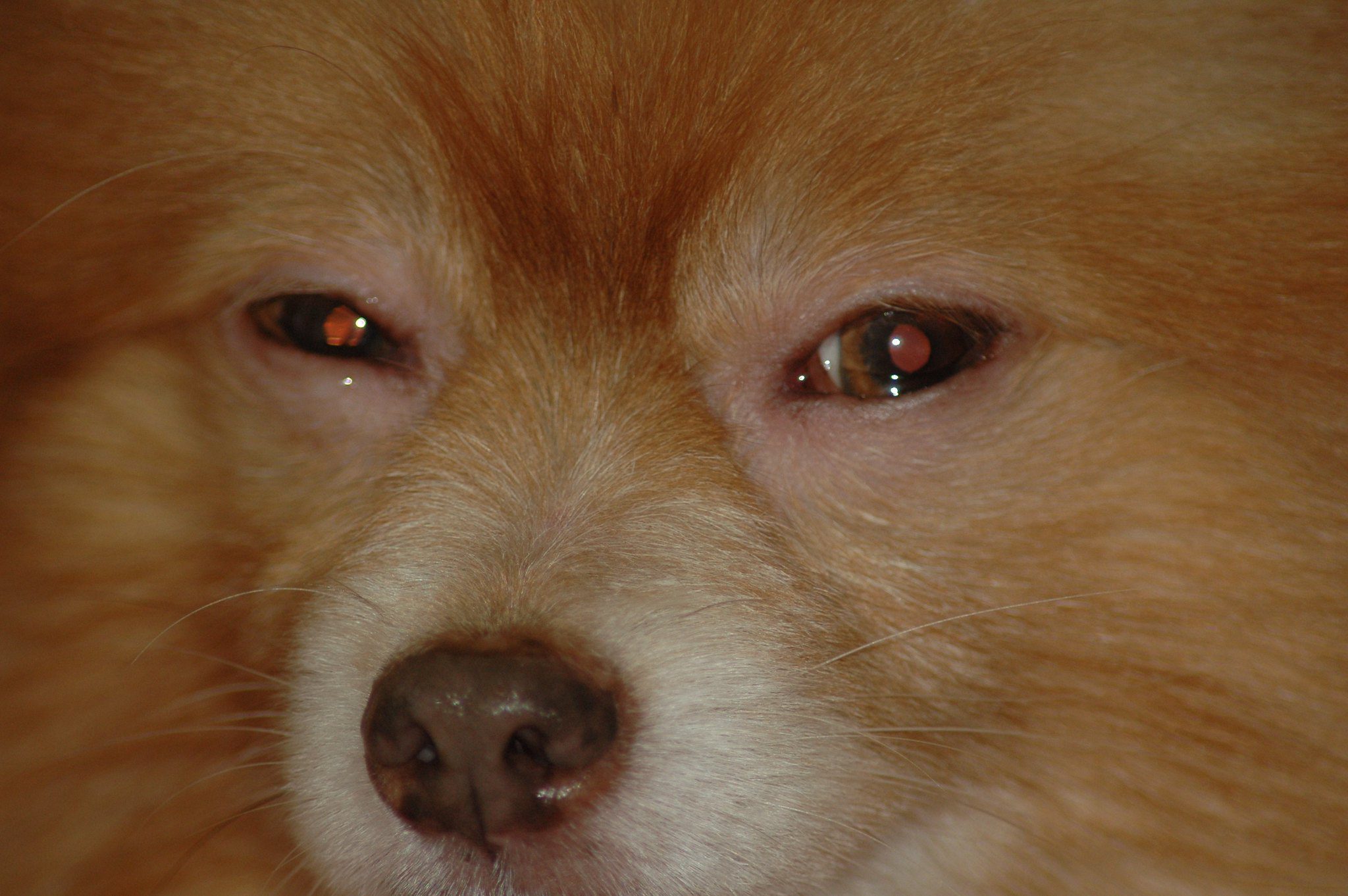 Is a Pomeranian a Good Dog? (Explained!)