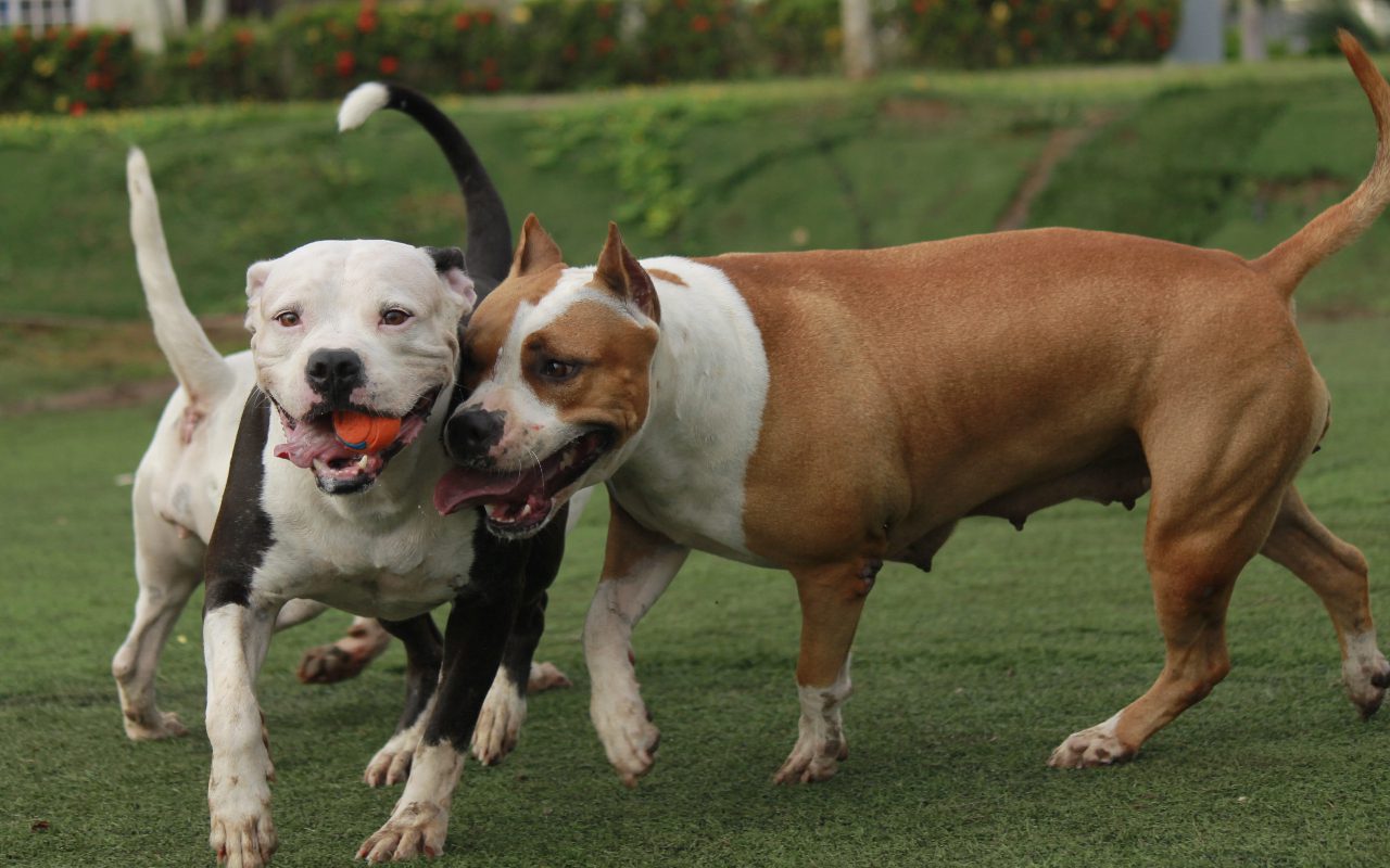 Should I Get a Male or Female American Bully? (Explained!)