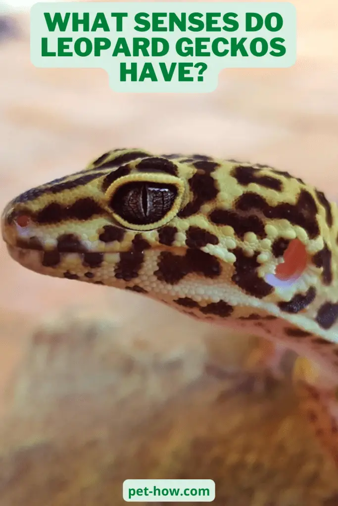 What Senses Do Leopard Geckos Have? (Explained!)