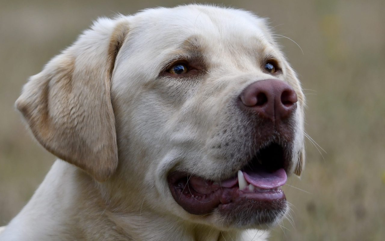 Where Do Labradors Like To Be Petted? (Explained!)