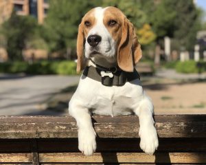How Far Away Can a Beagle Smell? (Answered!)