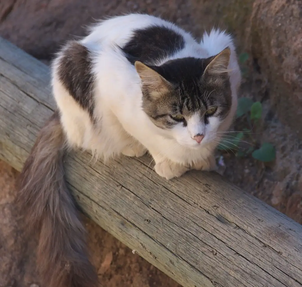Why Does My Cat Poop So Much Answered Why Does My Cat Poop So Much Answered