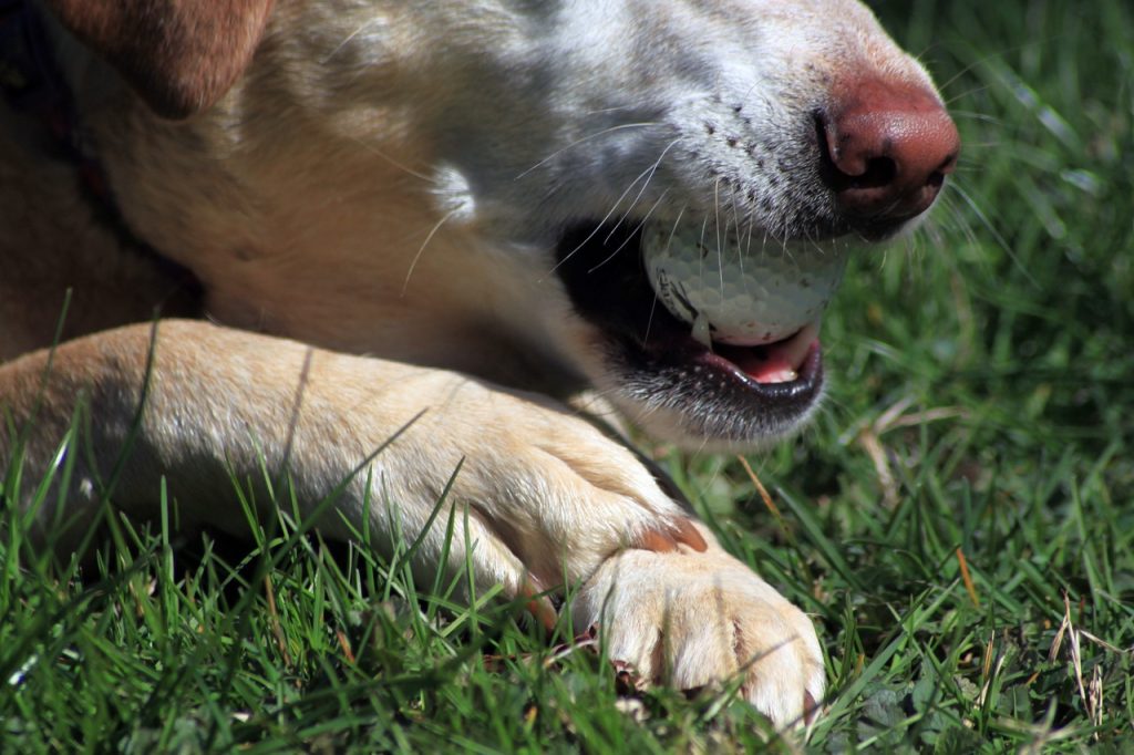 What Happens If A Dog Eats Wood