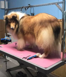 Are Rough Collies Hard To Groom? (Explained!)