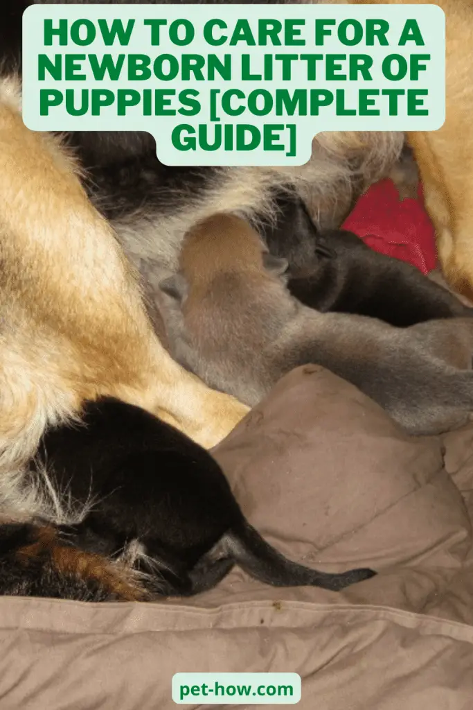 How To Care For a Newborn Litter of Puppies [Complete Guide]