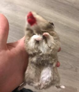 Warning Signs: 10 Tumor Symptoms in Hamsters